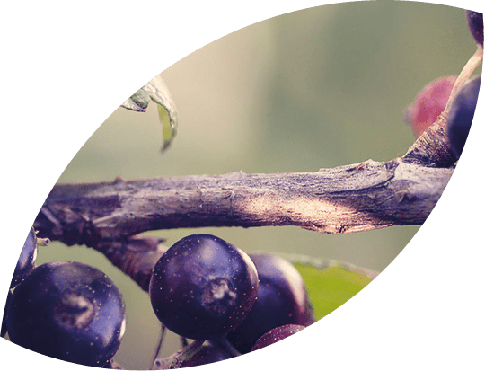 Hero 'THE ORIGINAL' Cassis 1,25 L | Producten | Hero Fruit Hero 'THE ORIGINAL' Cassis 1,25 L | Producten | Hero Fruit